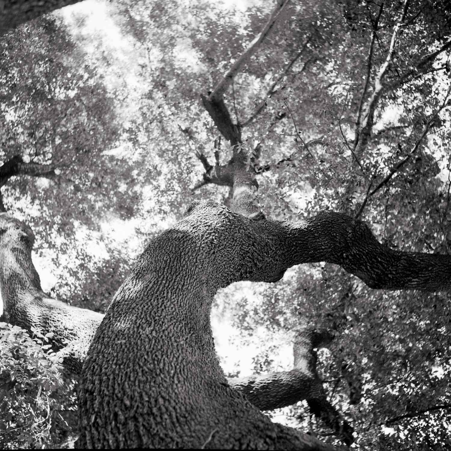 Personal | Pep Bosch Cinematographer